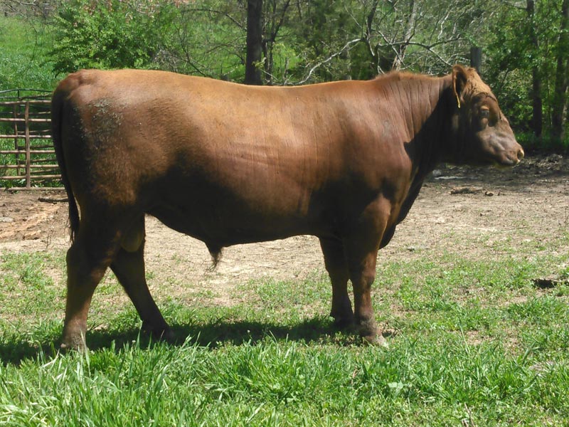 Cattle Sales - Bull Hill Red Angus Ranch