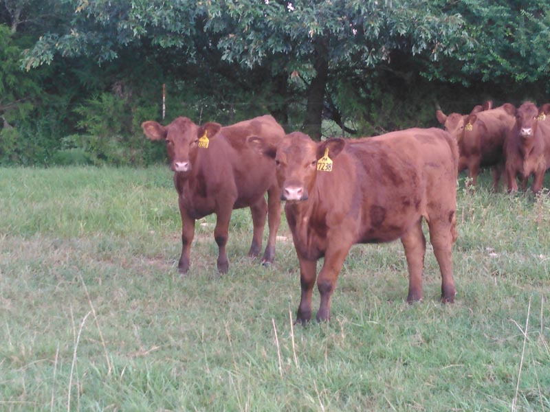 Cattle Sales - Bull Hill Red Angus Ranch