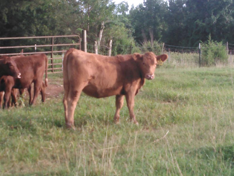 Cattle Sales - Bull Hill Red Angus Ranch