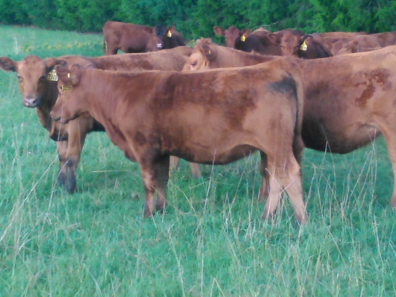 Cattle Sales - Bull Hill Red Angus Ranch