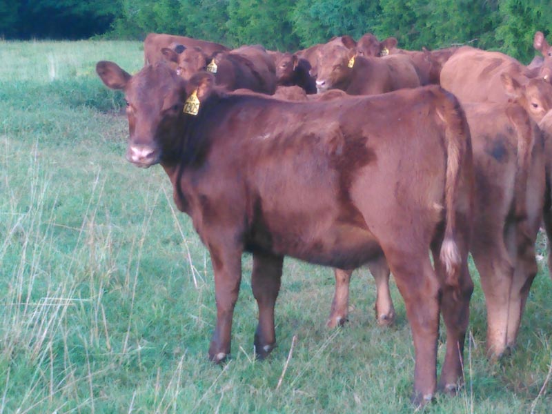 Cattle Sales - Bull Hill Red Angus Ranch