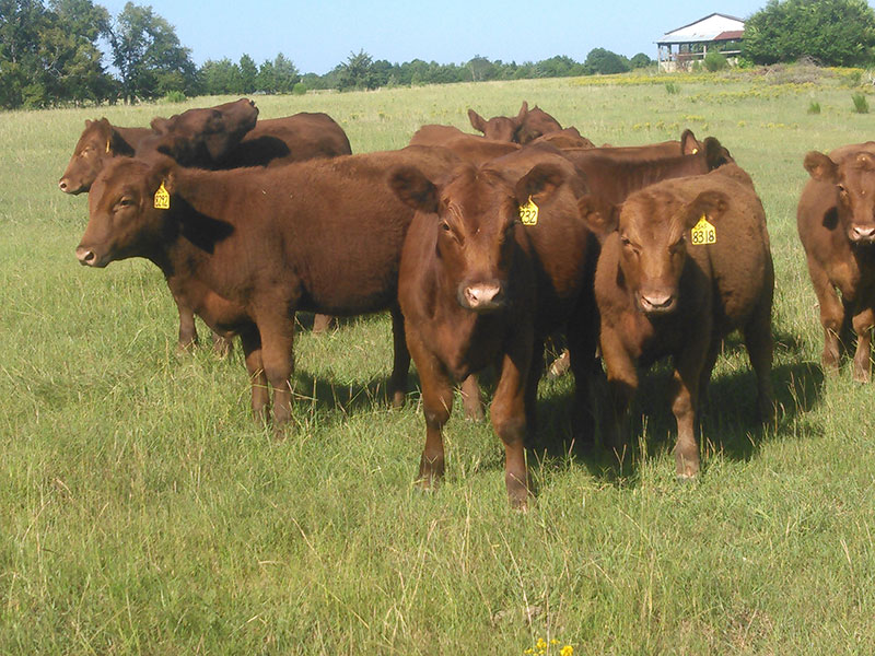 Red Angus Cattle in South Carolina - Red Angus Bulls and Heifers