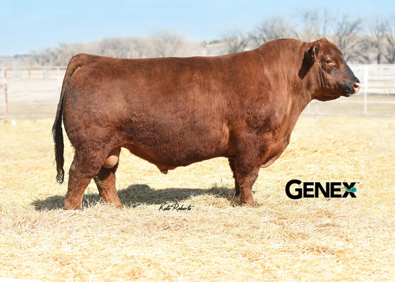 Cattle Sales - Bull Hill Red Angus Ranch