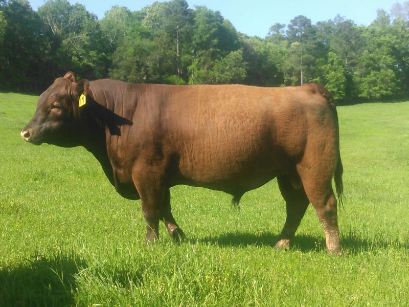Cattle Sales - Bull Hill Red Angus Ranch