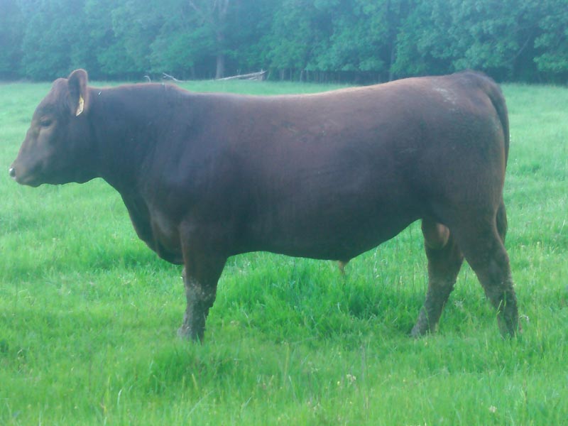 Cattle Sales - Bull Hill Red Angus Ranch
